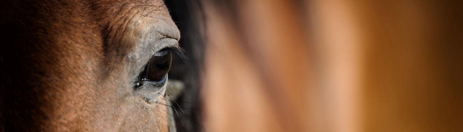 Benefits of Integrated Care – Tryon Equine Bodywork™