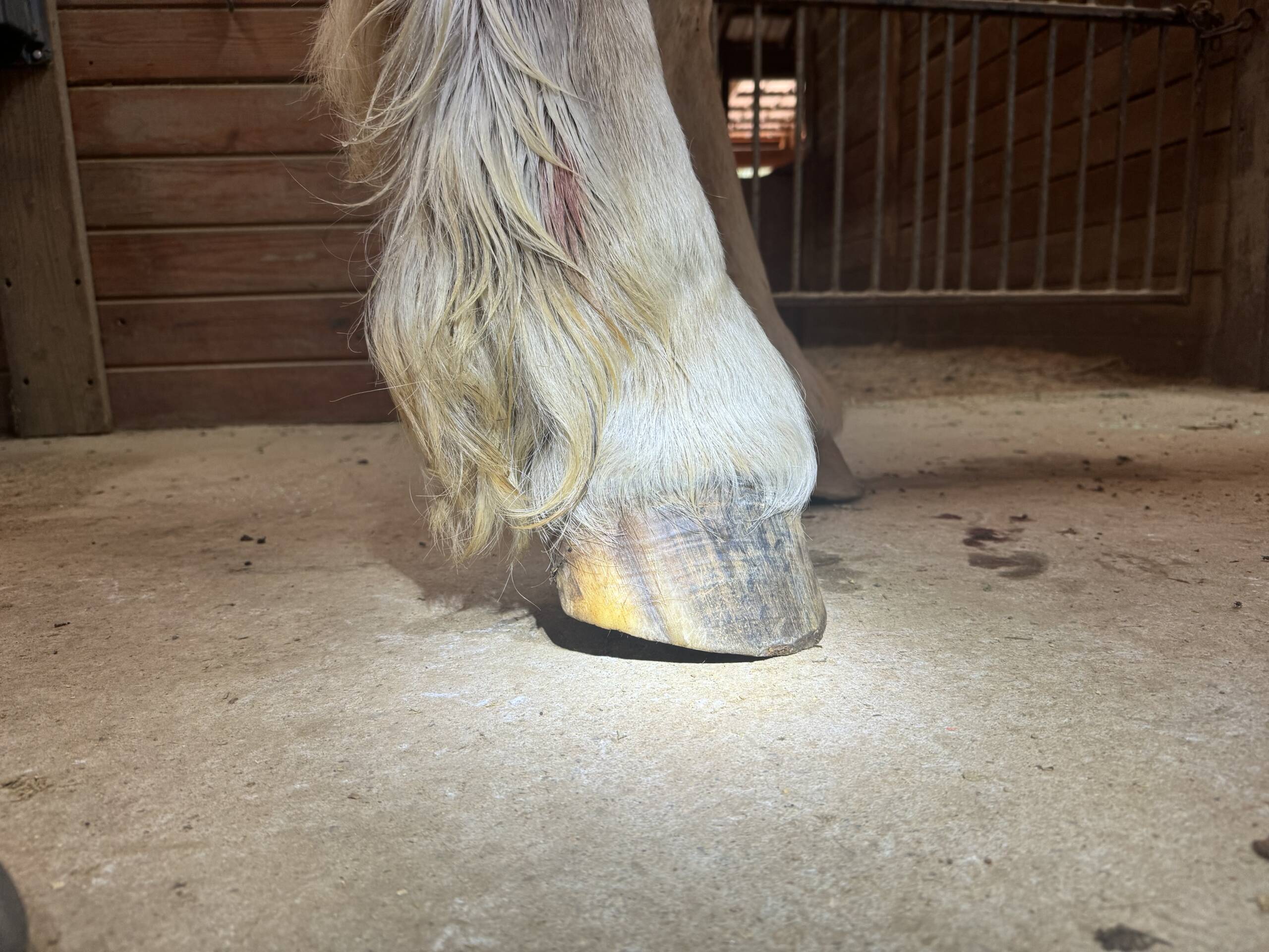 The Benefits of Rehabilitation – Tryon Equine Bodywork™