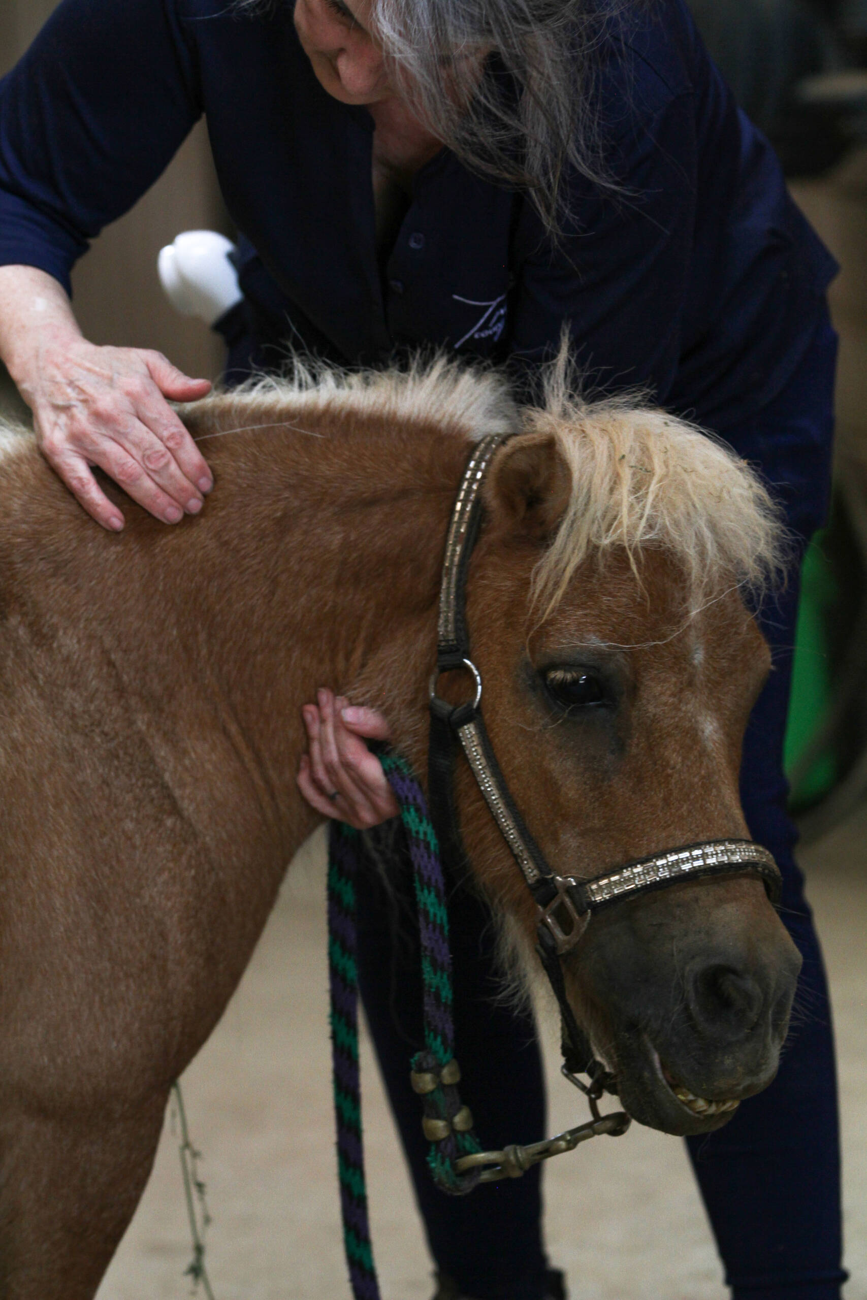 The Benefits of Reiki – Tryon Equine Bodywork™