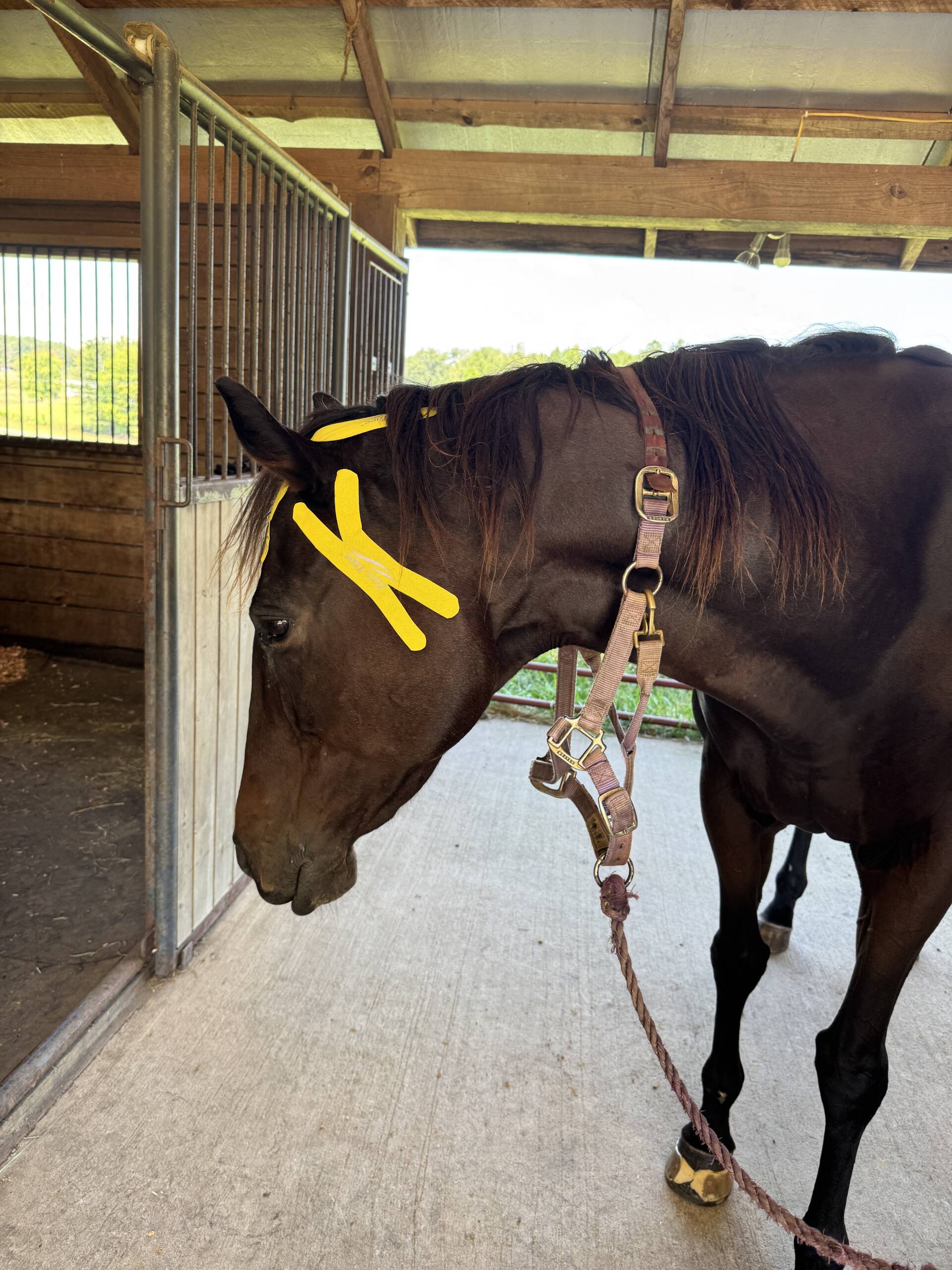 Case Study: Delilah – Tryon Equine Bodywork™